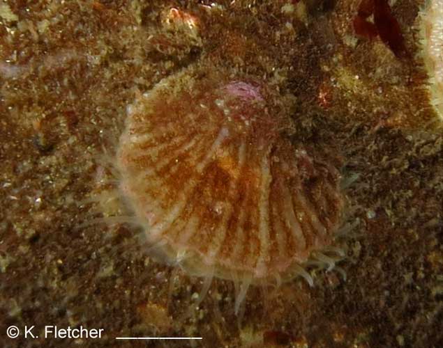 Bivalves - Limidae, Ostreidae, Anomiidae